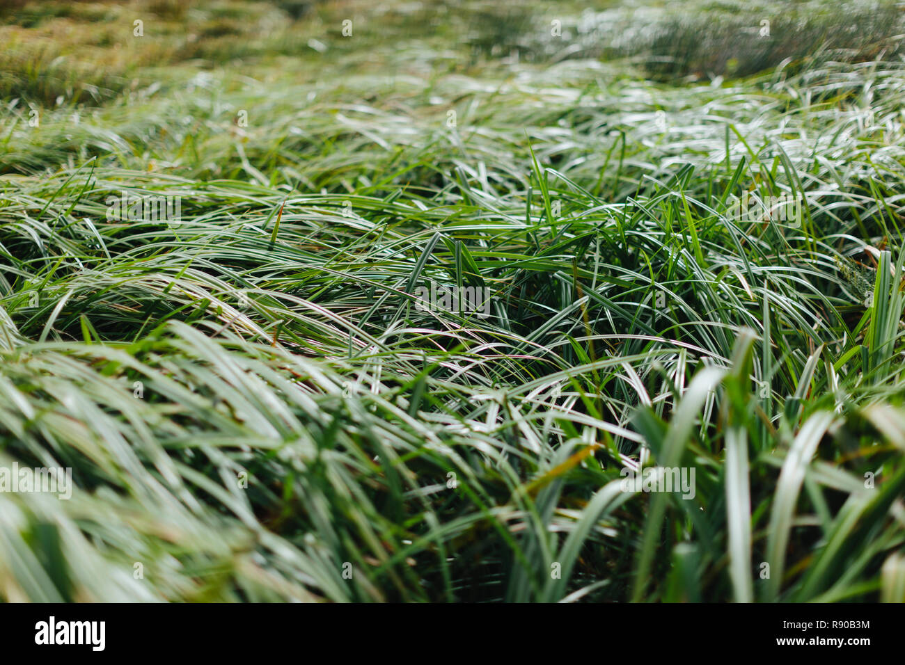 Detail of windswept marsh grasses, Point Reyes National Seashore ...