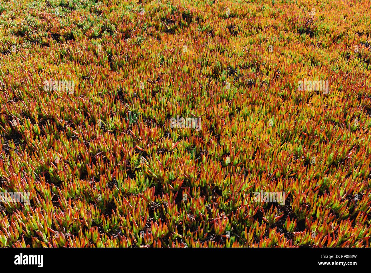 Detail of hillside covered in Iceplant in autumn, Pt. Reyes National ...