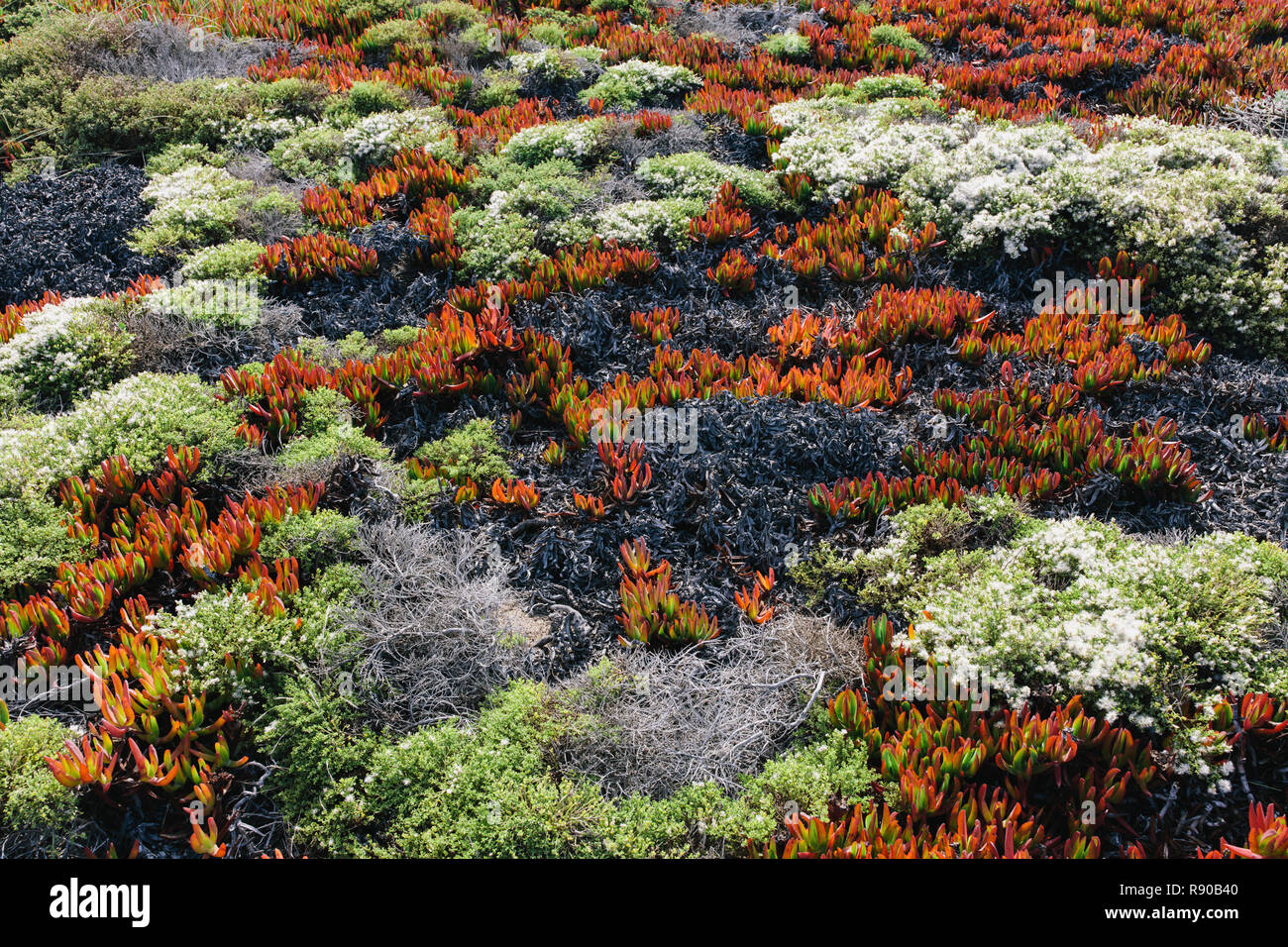 Hillside covered in iceplant with red foliage and other shrubs in ...