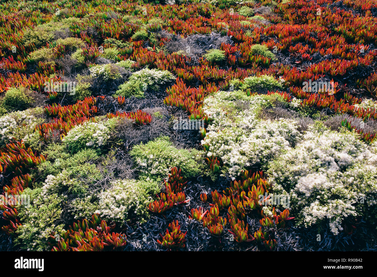 Detail of hillside covered in Iceplant and other shrubs in autumn, Pt ...