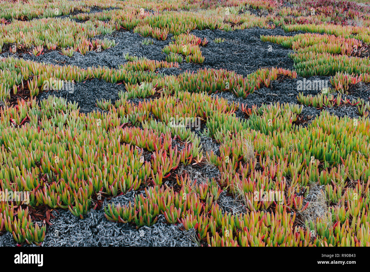 Detail of hillside covered in Iceplant and other shrubs in autumn, Pt ...