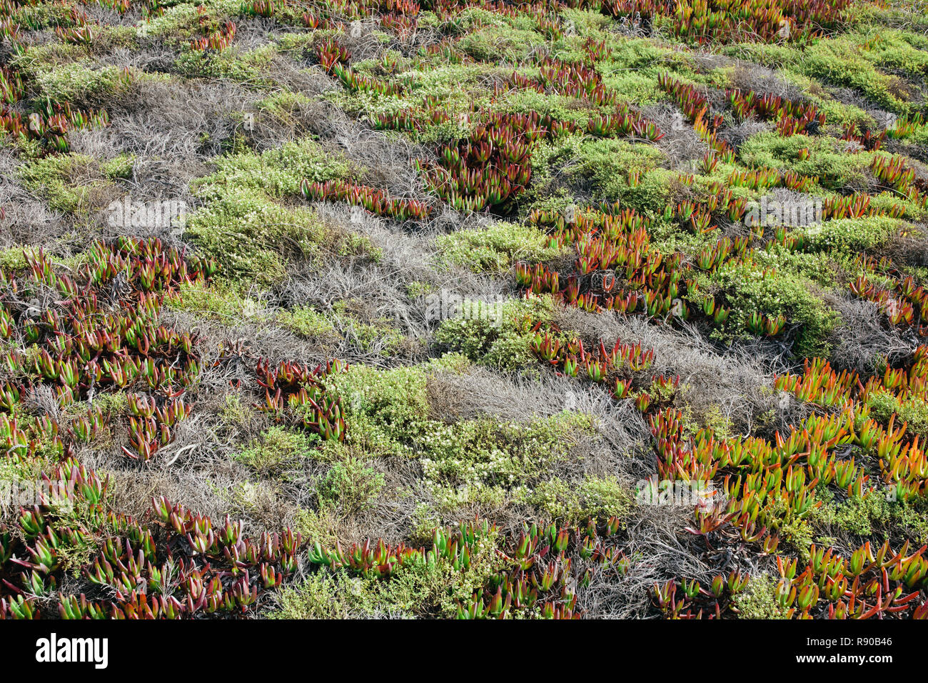 Detail of hillside covered in Iceplant and other shrubs in autumn, Pt ...