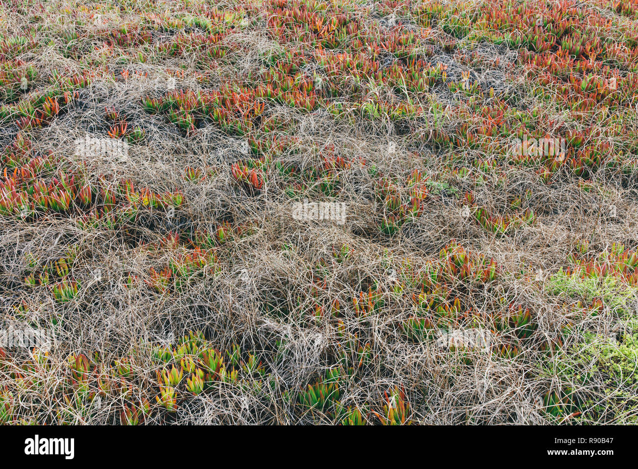 Detail of hillside covered in Iceplant and other shrubs in autumn, Pt ...