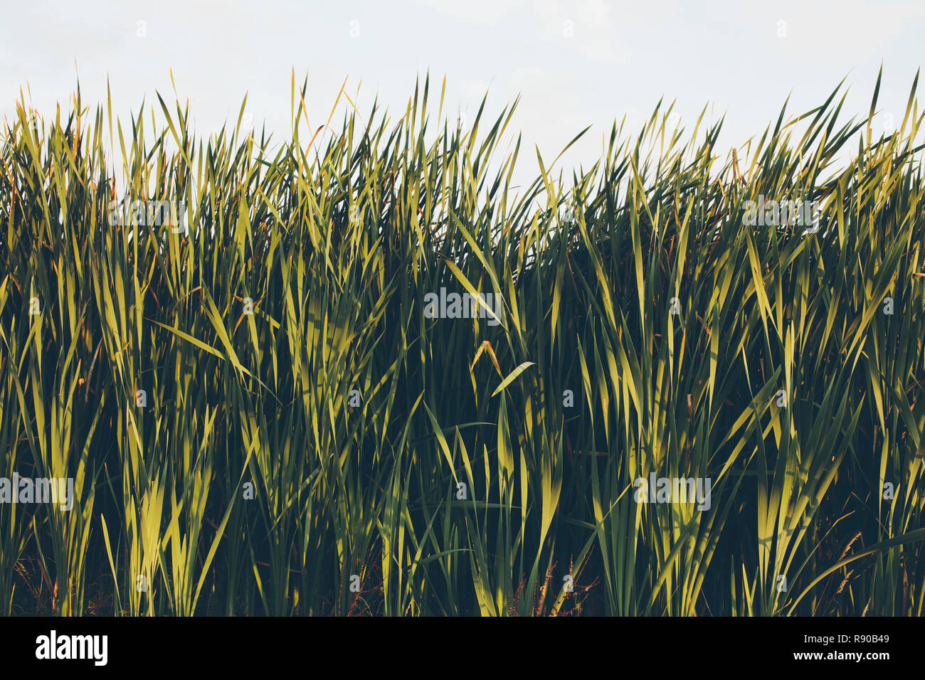 Detail of windswept marsh grasses at dawn, Point Reyes National ...