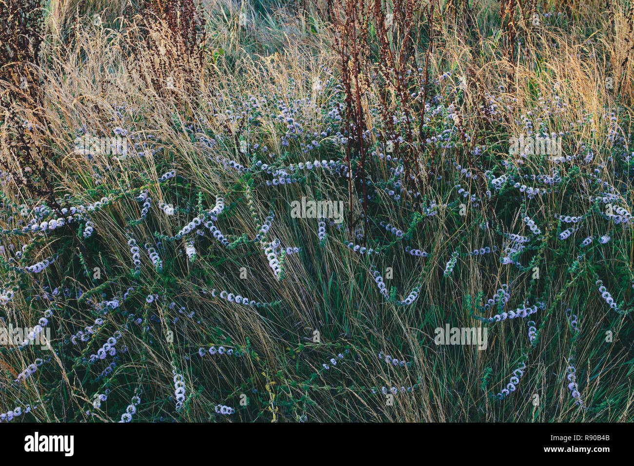 Detail of wildflower meadow and grasses at dawn, Tamales Bay, Point ...