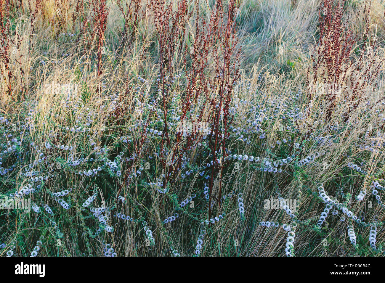 Detail of wildflower meadow and grasses at dawn, Tamales Bay, Point ...
