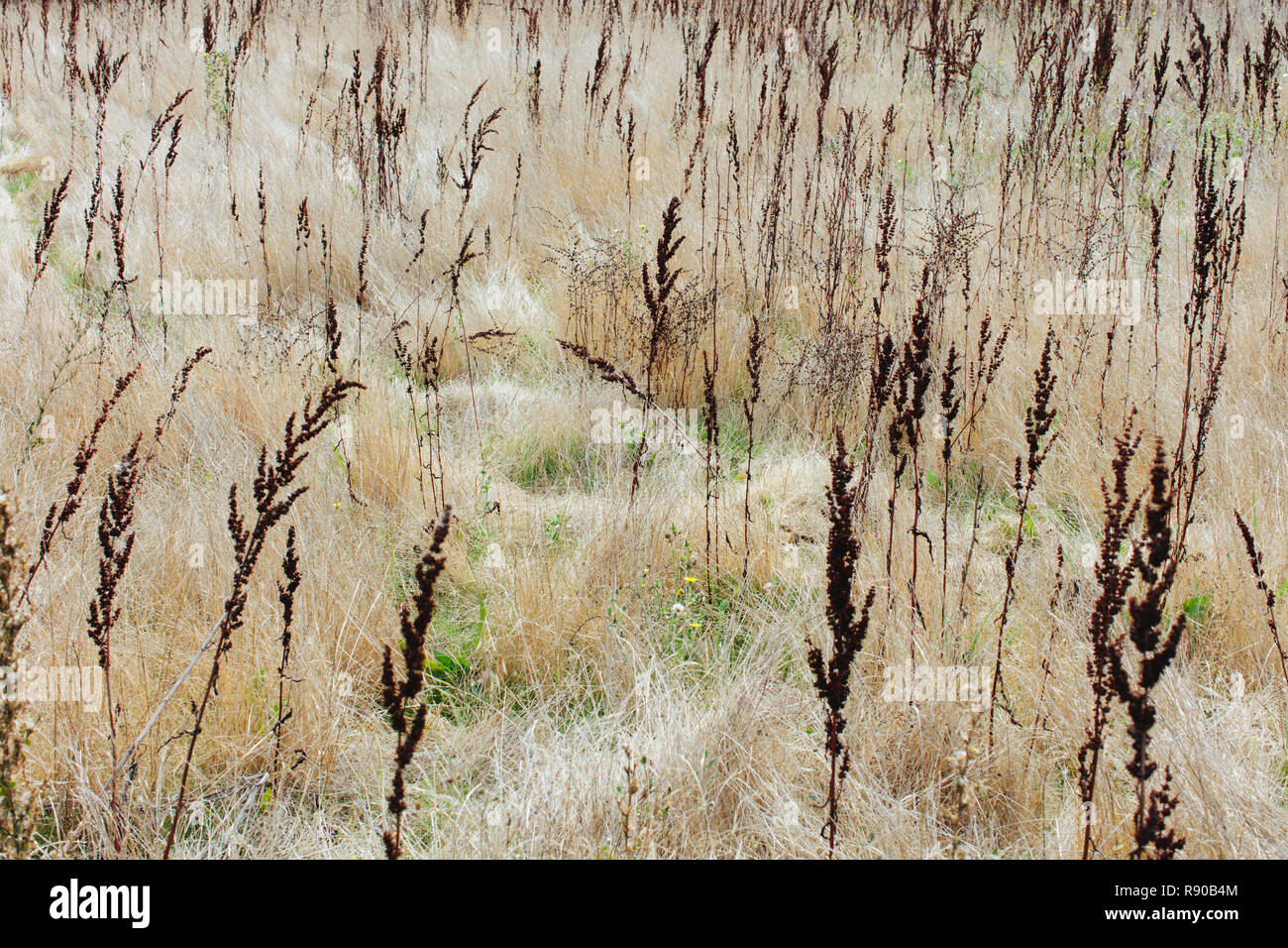 Dry meadow grasses at dawn, Tomales Bay, Point Reyes National Seashore ...