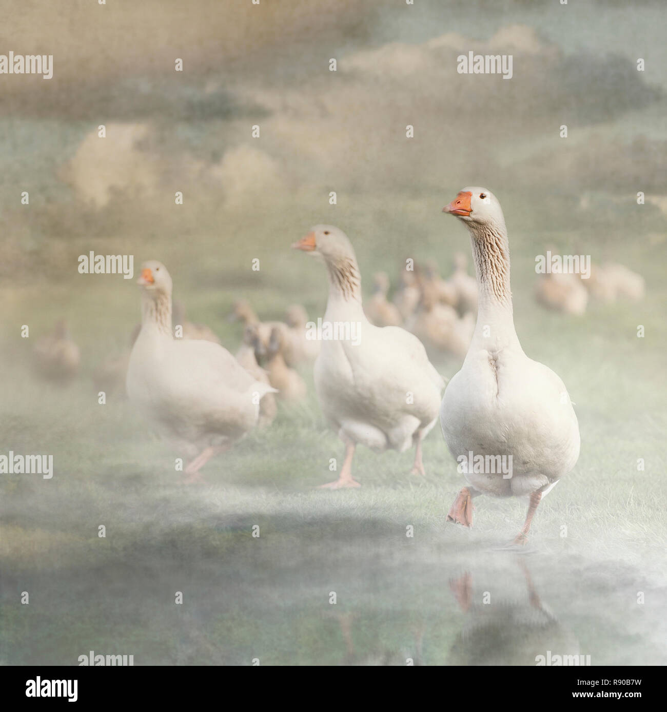 Flock of geese american buff goose hi-res stock photography and images ...