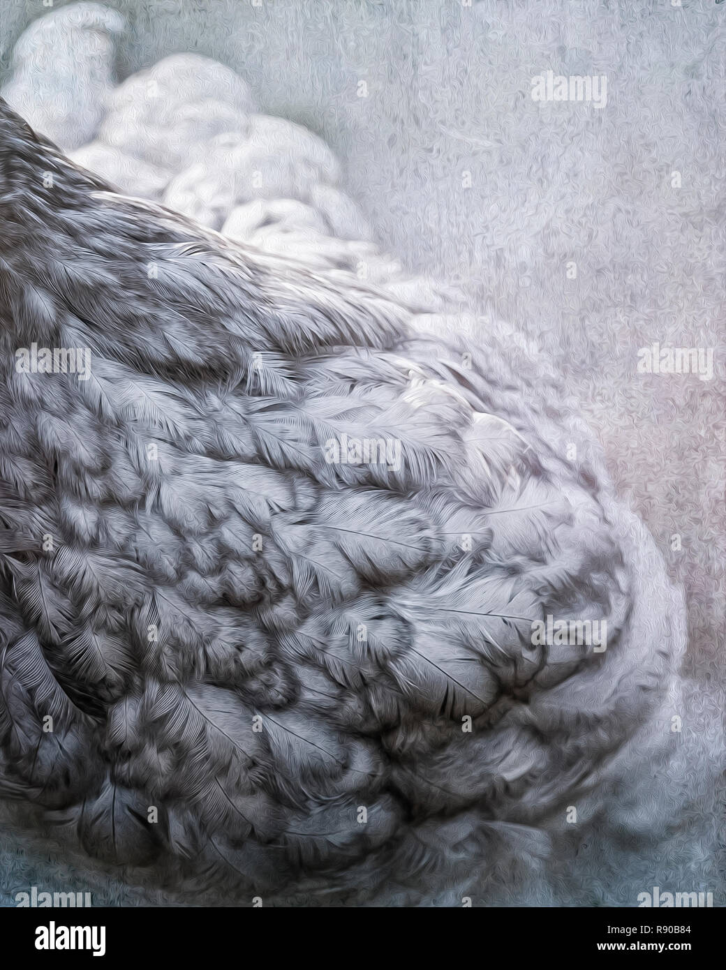 Composite close up of black and white feathers on a hen Stock Photo - Alamy Composite close up of black and white feathers on a hen Stock Photo - Alamy