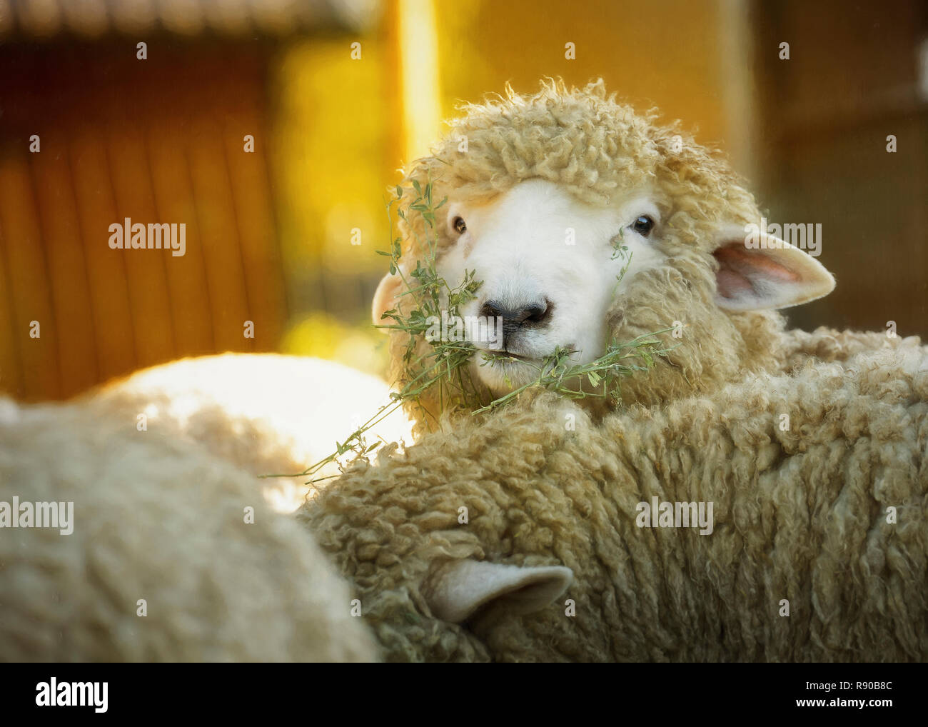 Ram mouth hi-res stock photography and images - Alamy