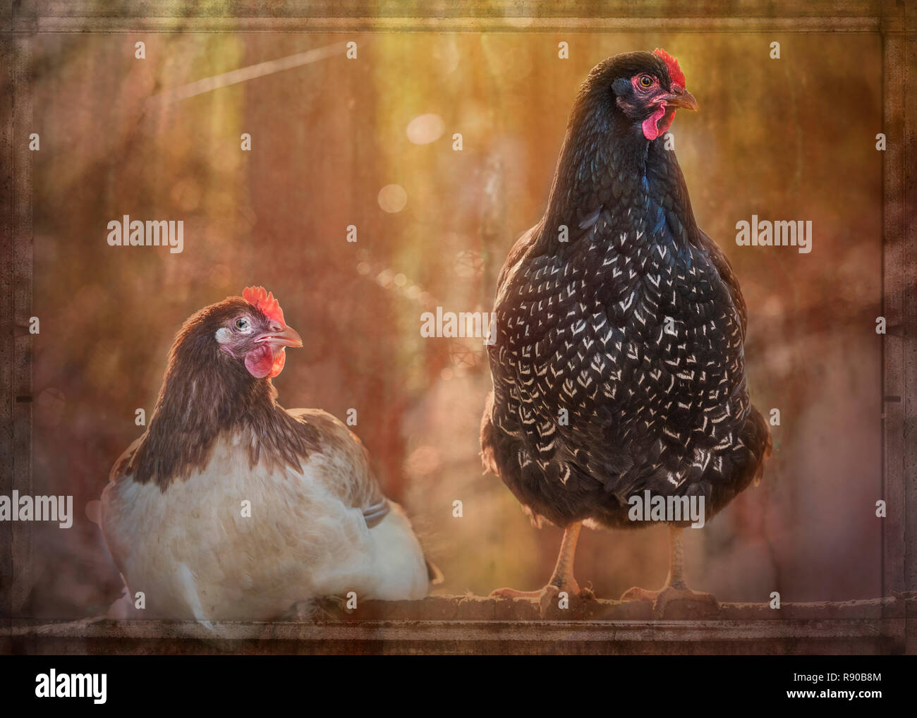 Composite portrait of two hens roosting at sunset Stock Photo - Alamy