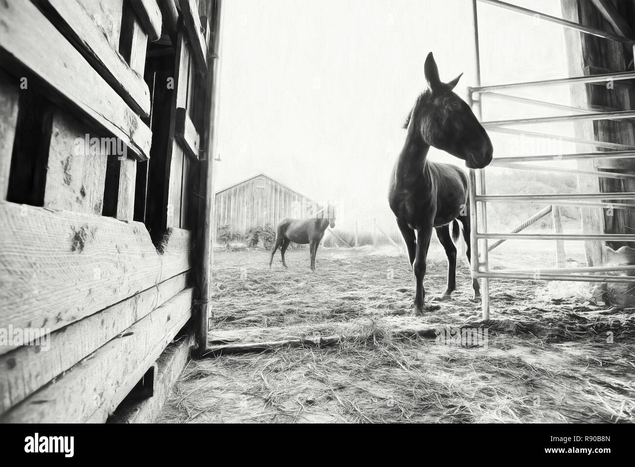 People mules mule two hi-res stock photography and images - Alamy