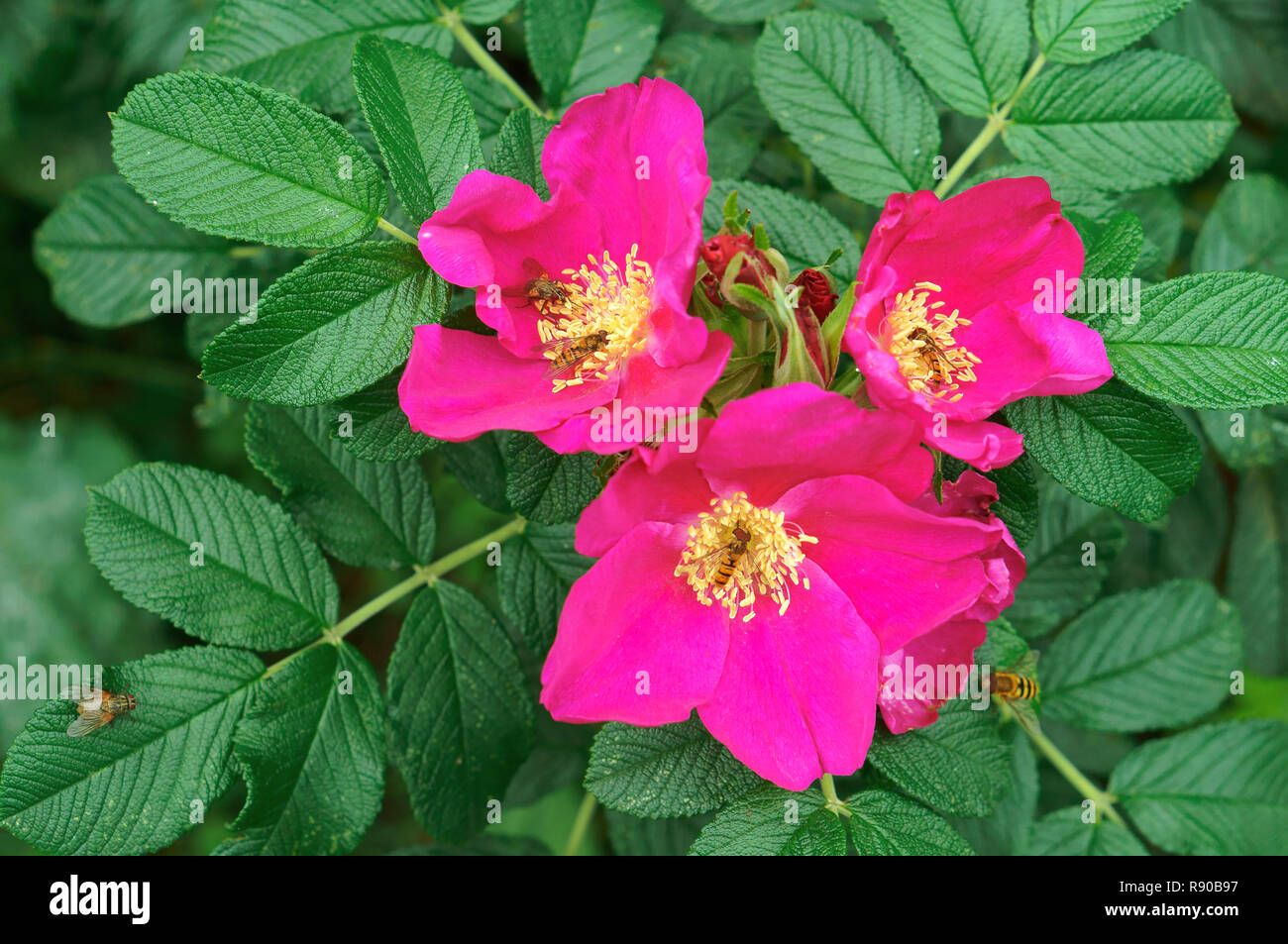 Pink wild rose hi-res stock photography and images - Alamy