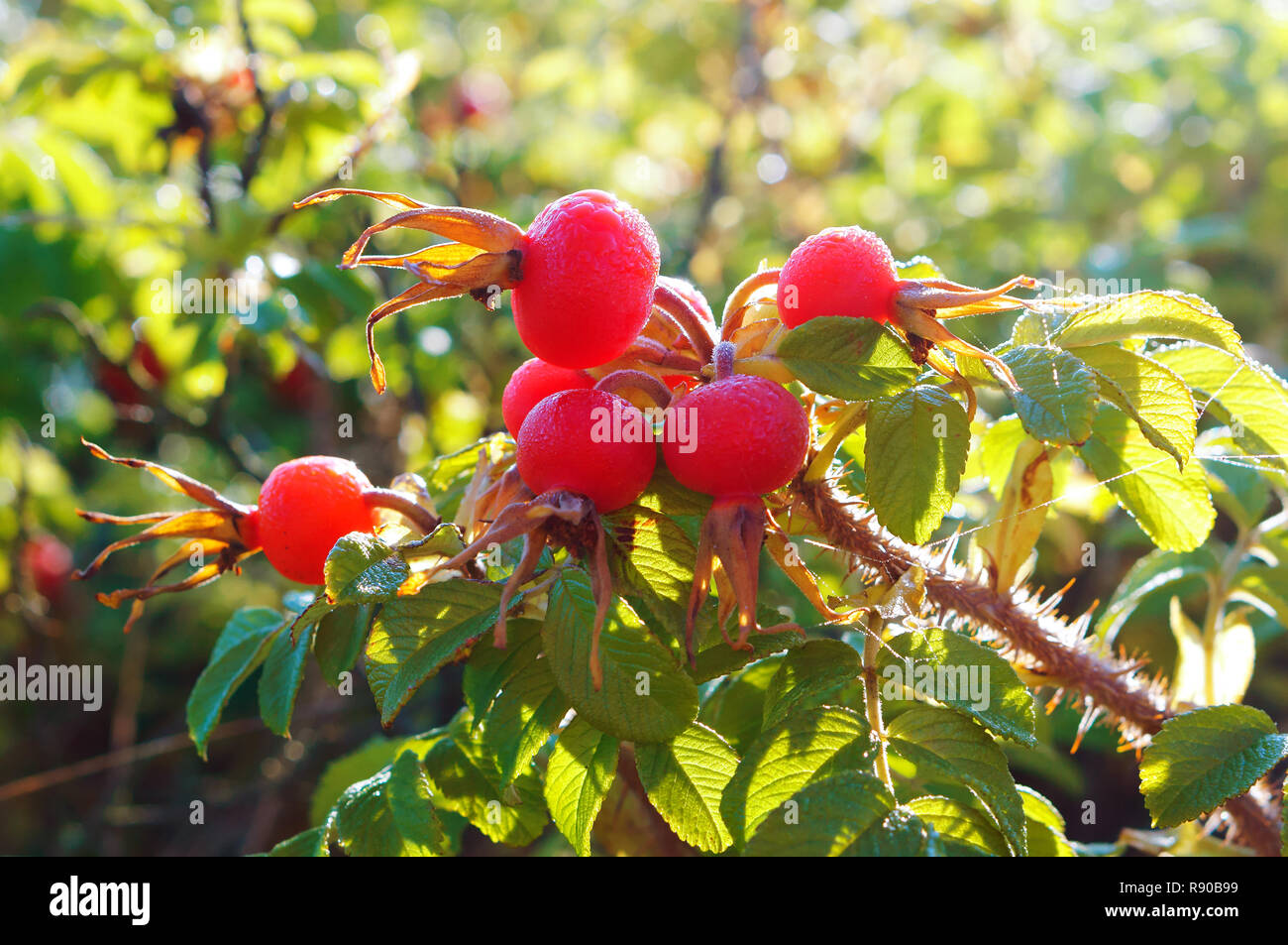 rosehip medicinal berry, red oval rosehip Stock Photo - Alamy