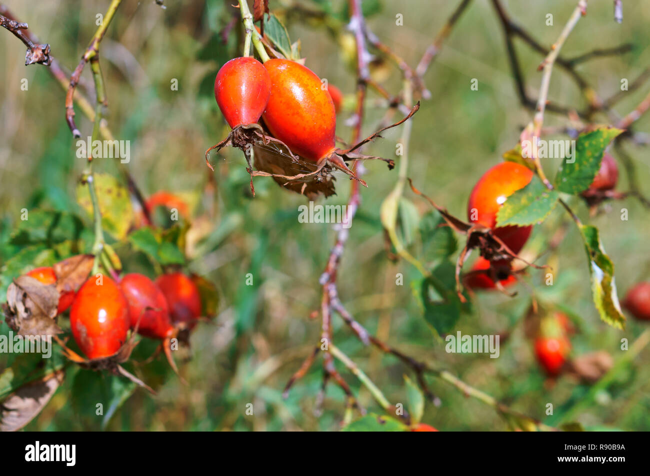 Medicinal berry hi-res stock photography and images - Alamy