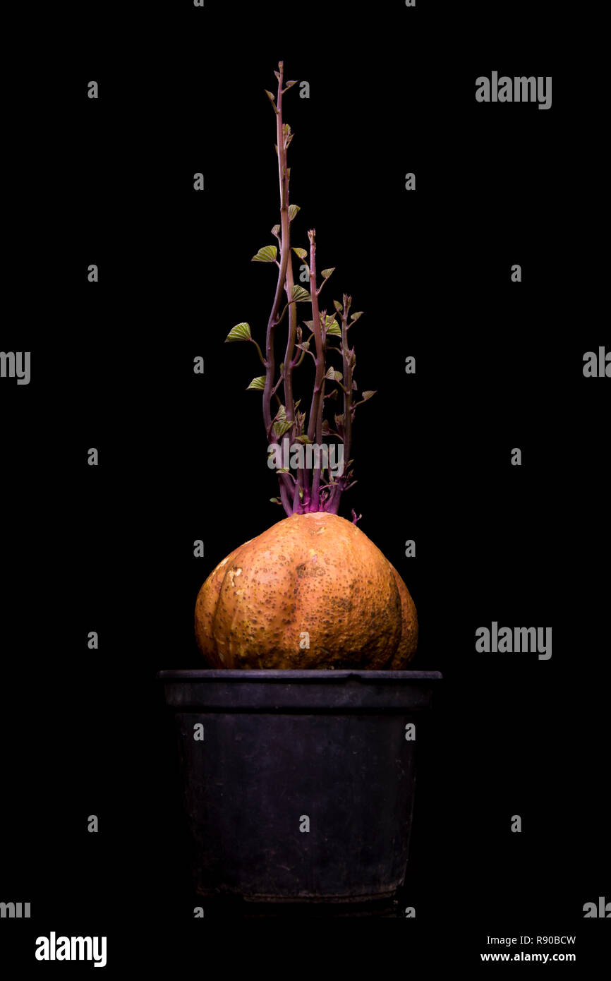Potato sprout hi-res stock photography and images - Alamy