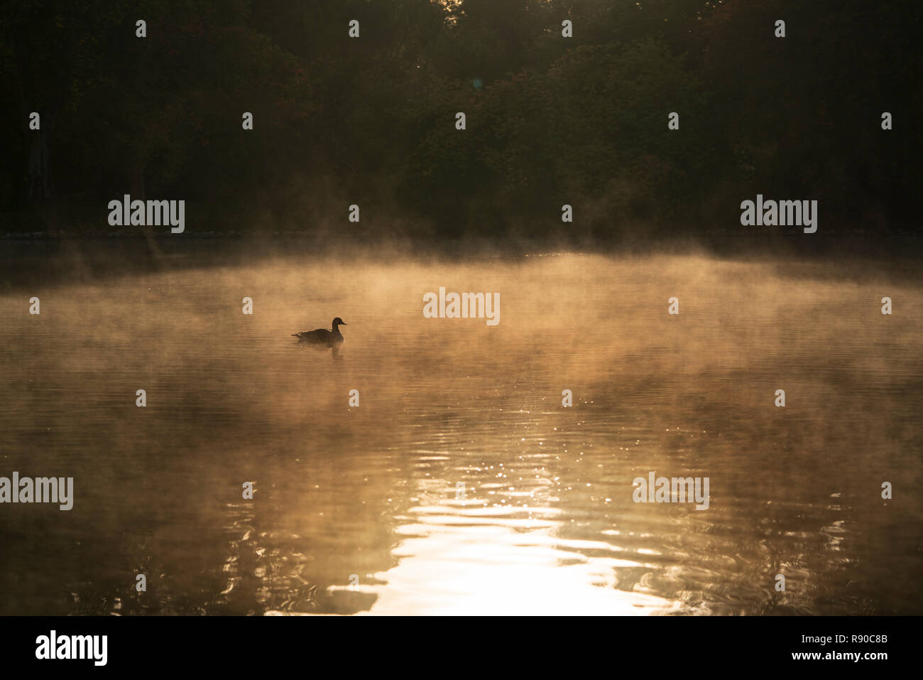 Early morning with fog at the pond Stock Photo - Alamy