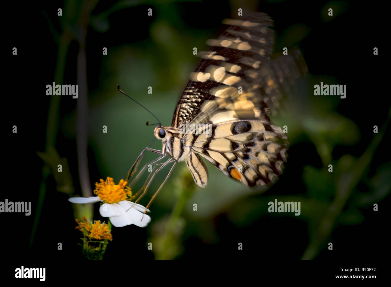 Water drop on butterfly wing hi-res stock photography and images - Alamy