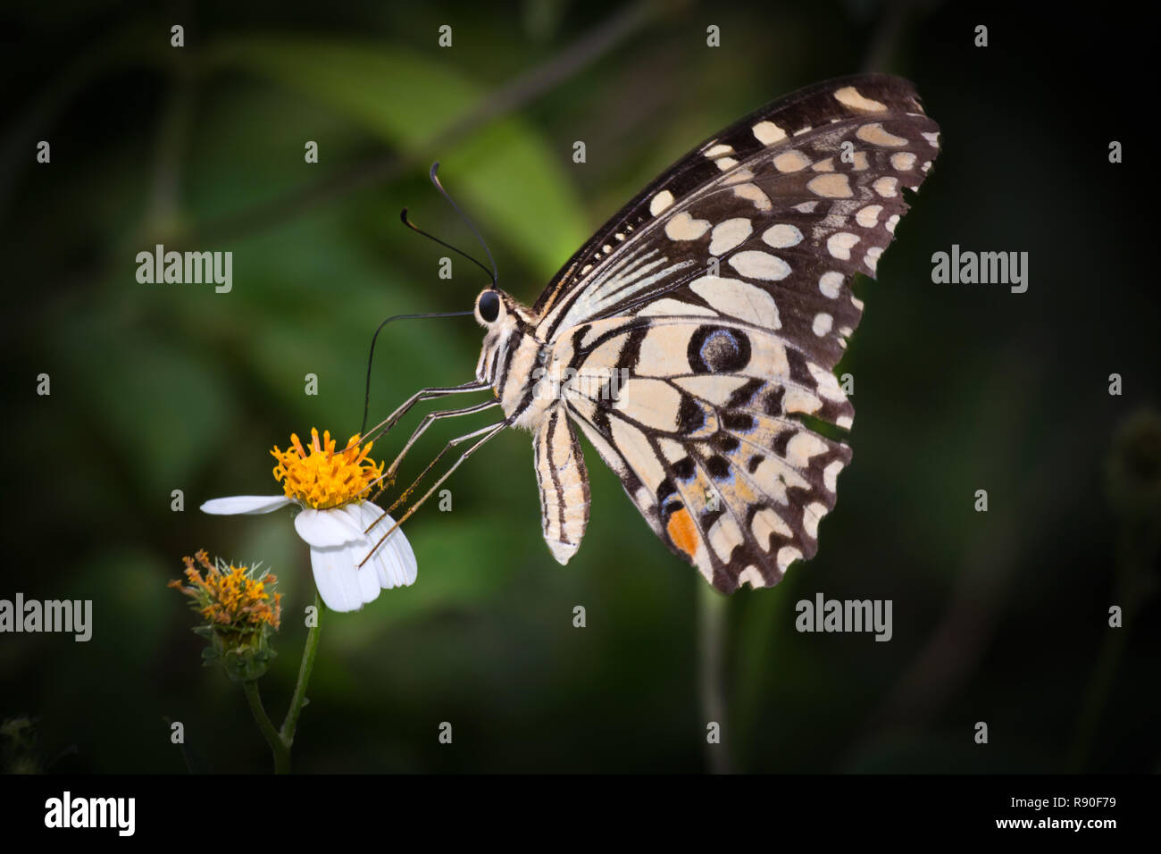 Beautiful garden butterfly hi-res stock photography and images - Alamy