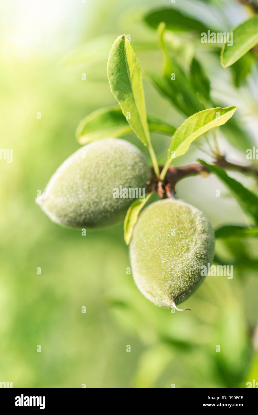 Bitter almond tree hi-res stock photography and images - Alamy