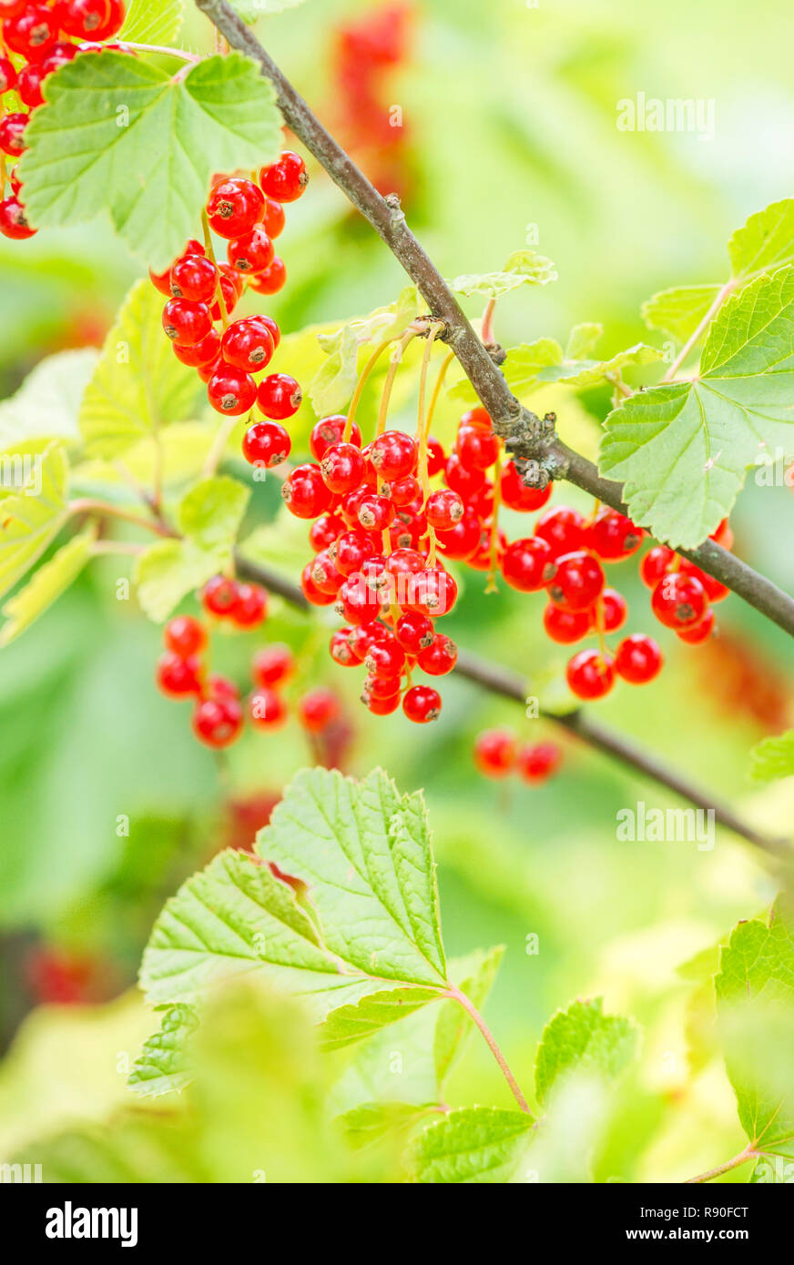 Summer berries sweet fruit salad hi-res stock photography and images ...