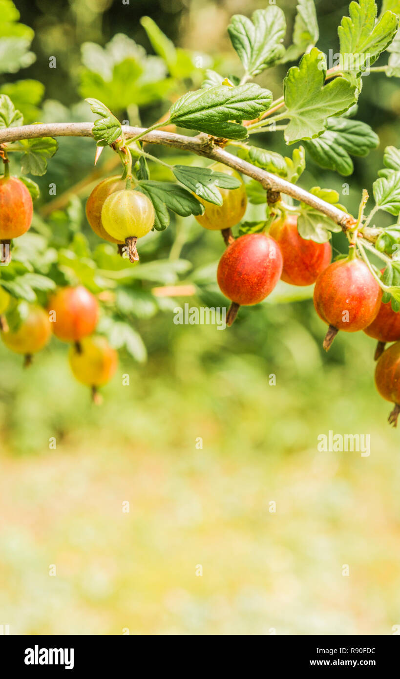 Pies crumbles fools hi-res stock photography and images - Alamy