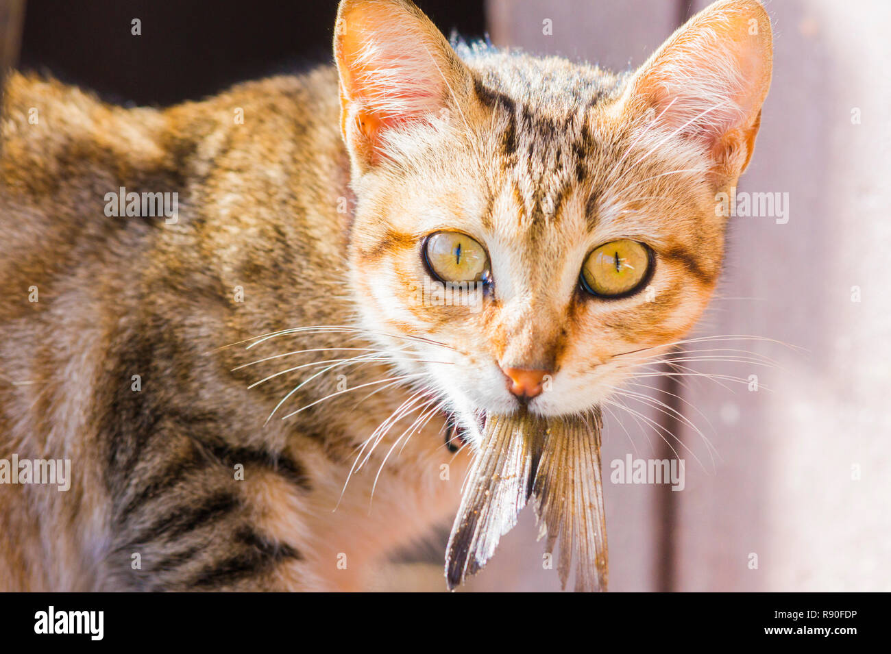 Cat fish hi-res stock photography and images - Alamy