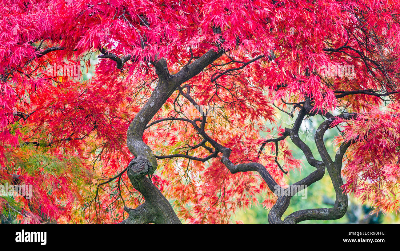 japanese maple with autumn foliage Stock Photo - Alamy