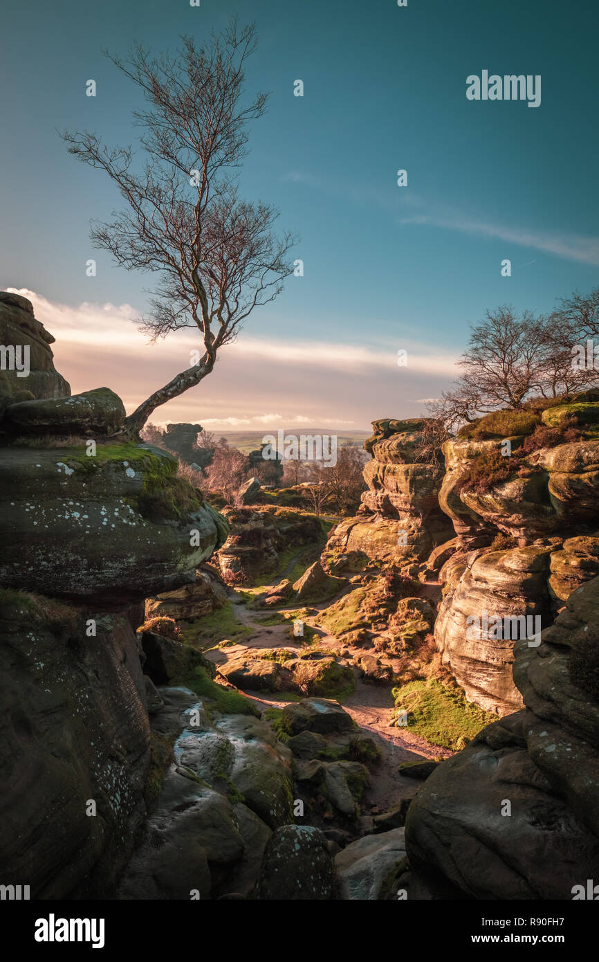 Birch Tree at Brimham Rocks. Rock Formation. Canyon. Sandstone Rocks ...