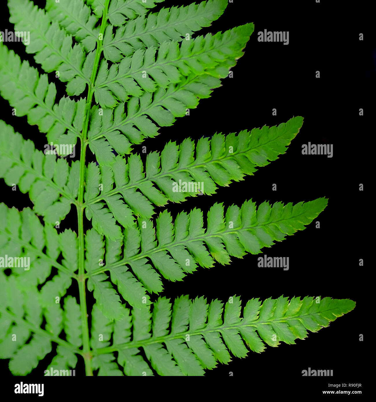 Ferns pattern hi-res stock photography and images - Alamy