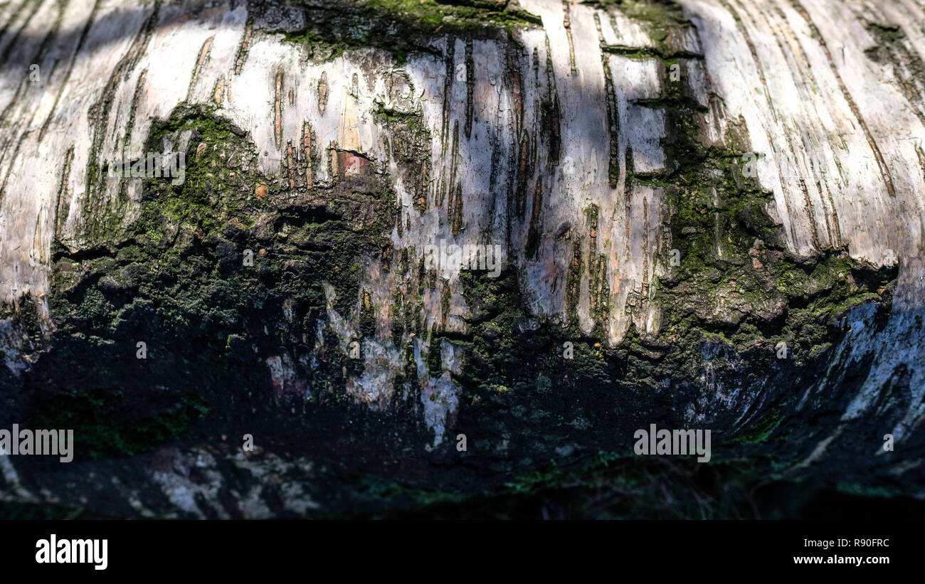 Texture of tree log hi-res stock photography and images - Alamy