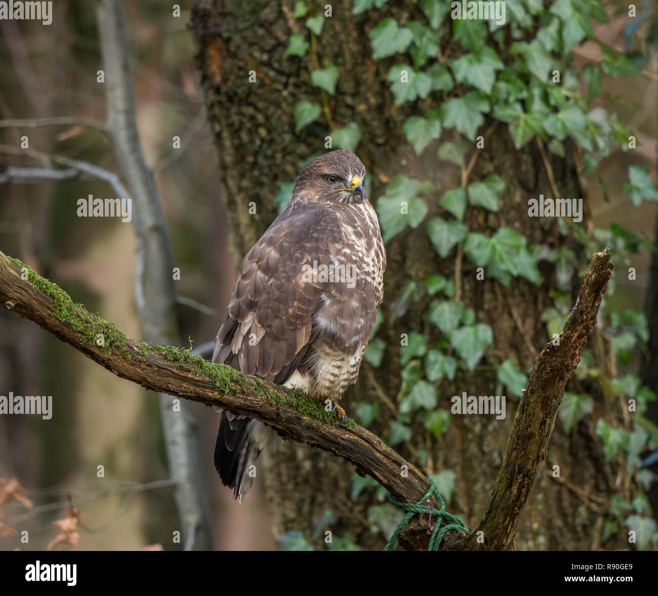 Swooping buzzard hi-res stock photography and images - Alamy