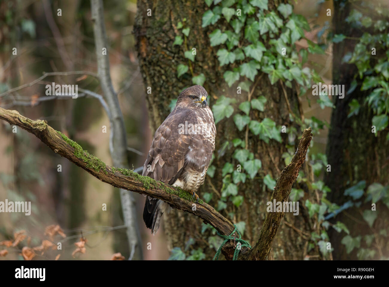 Buzz buzzard hi-res stock photography and images - Alamy