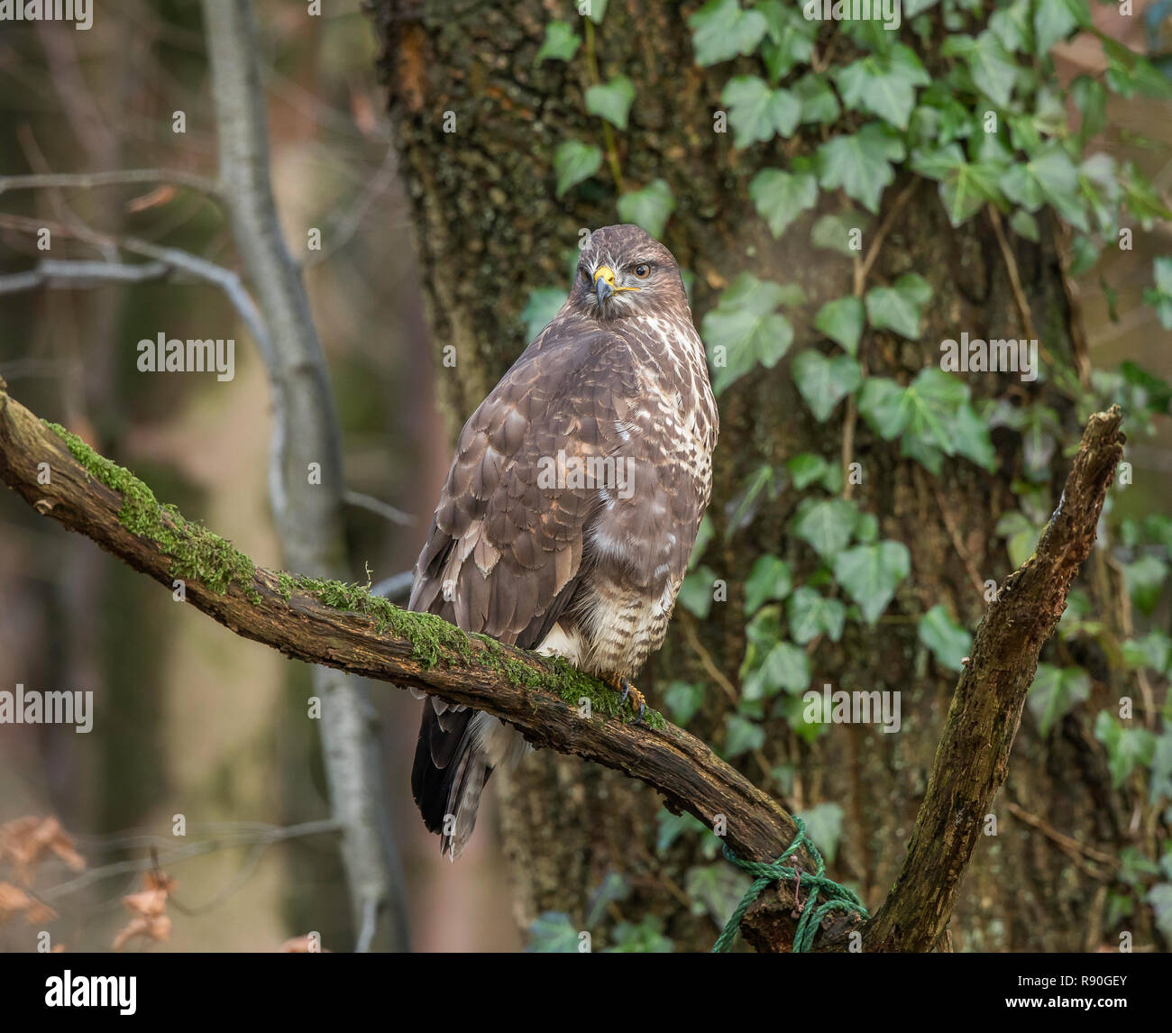 Buzz buzzard hi-res stock photography and images - Alamy
