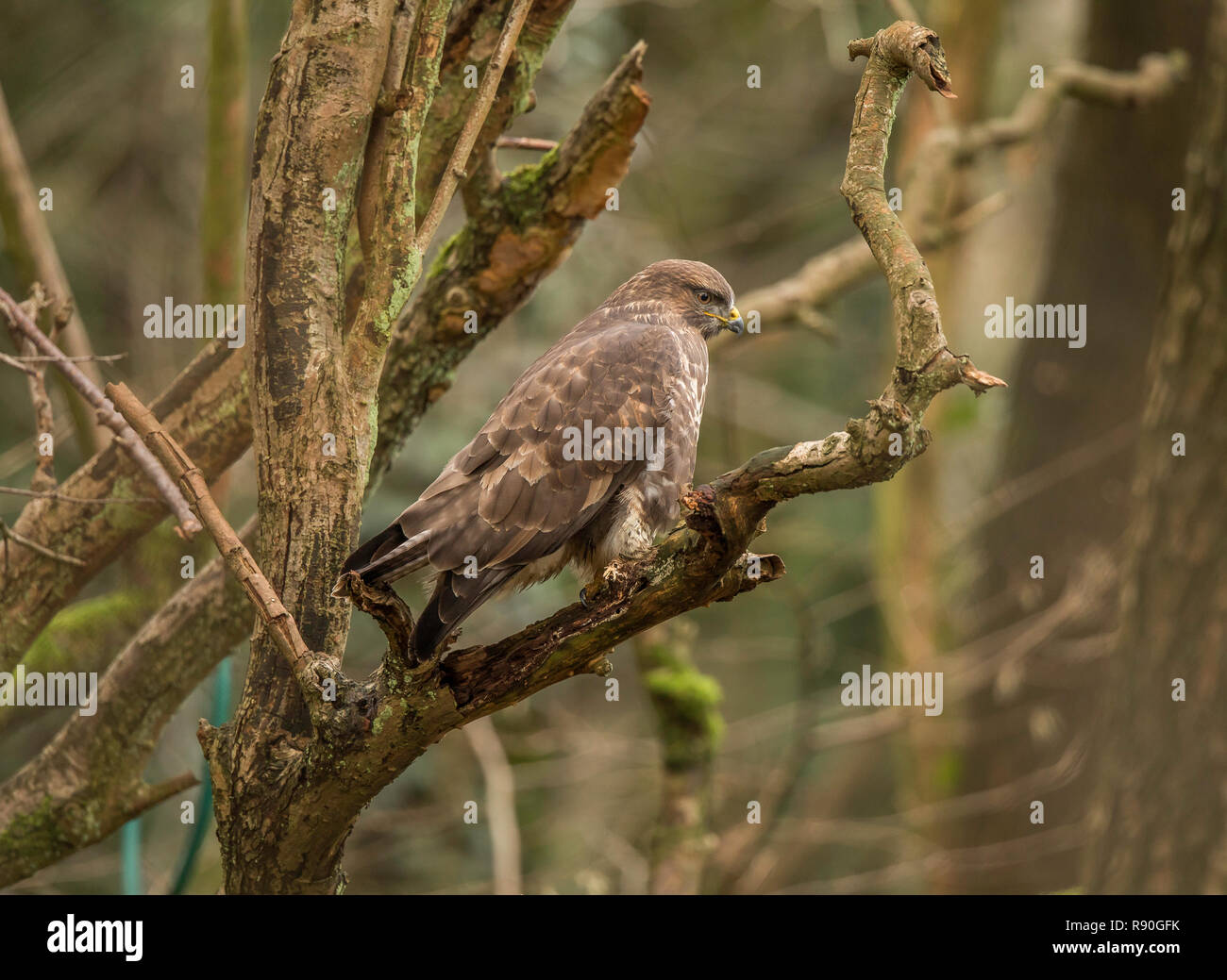 Buzz buzzard hi-res stock photography and images - Alamy