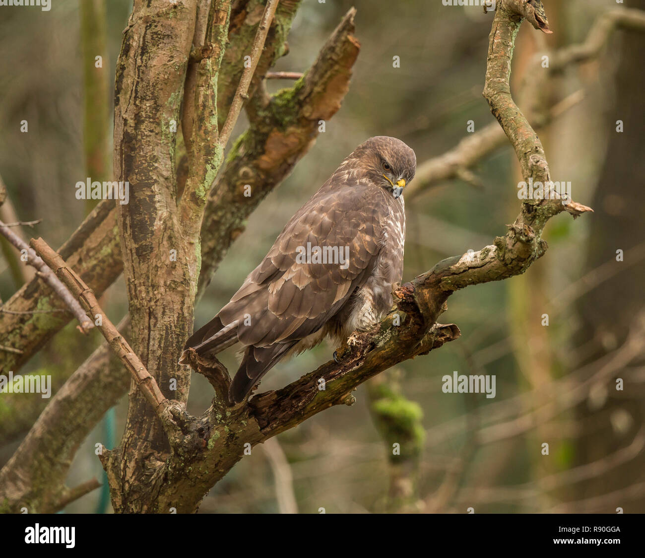Buzz buzzard hi-res stock photography and images - Alamy