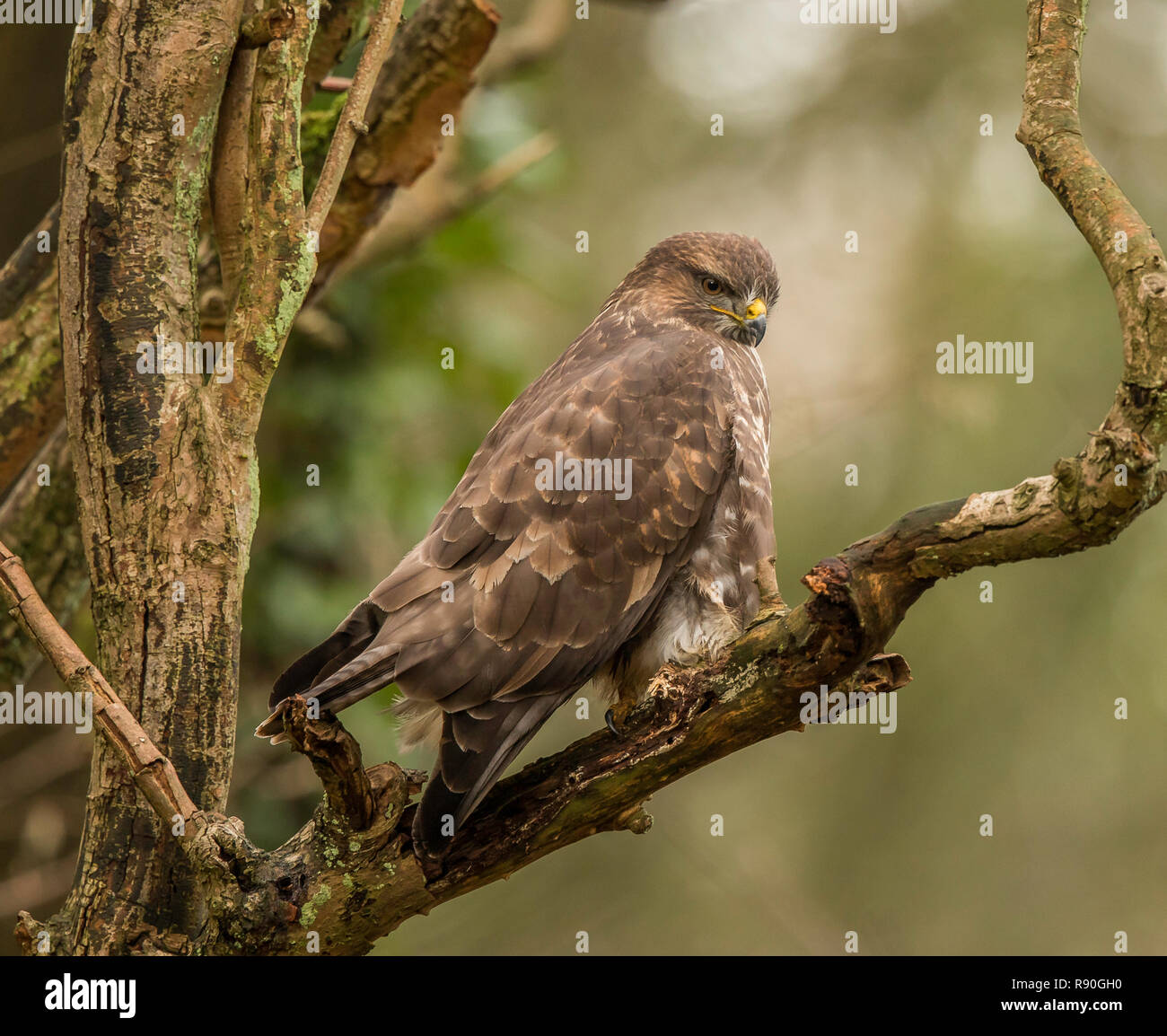 Buzz buzzard hi-res stock photography and images - Alamy