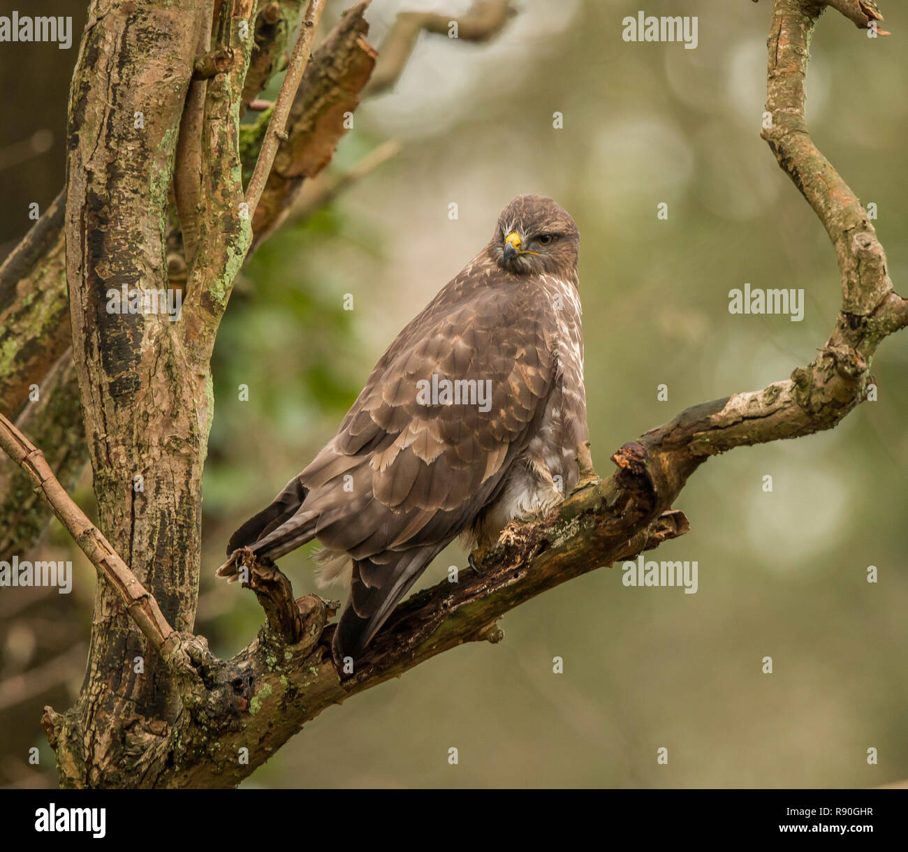 Buzz buzzard hi-res stock photography and images - Alamy