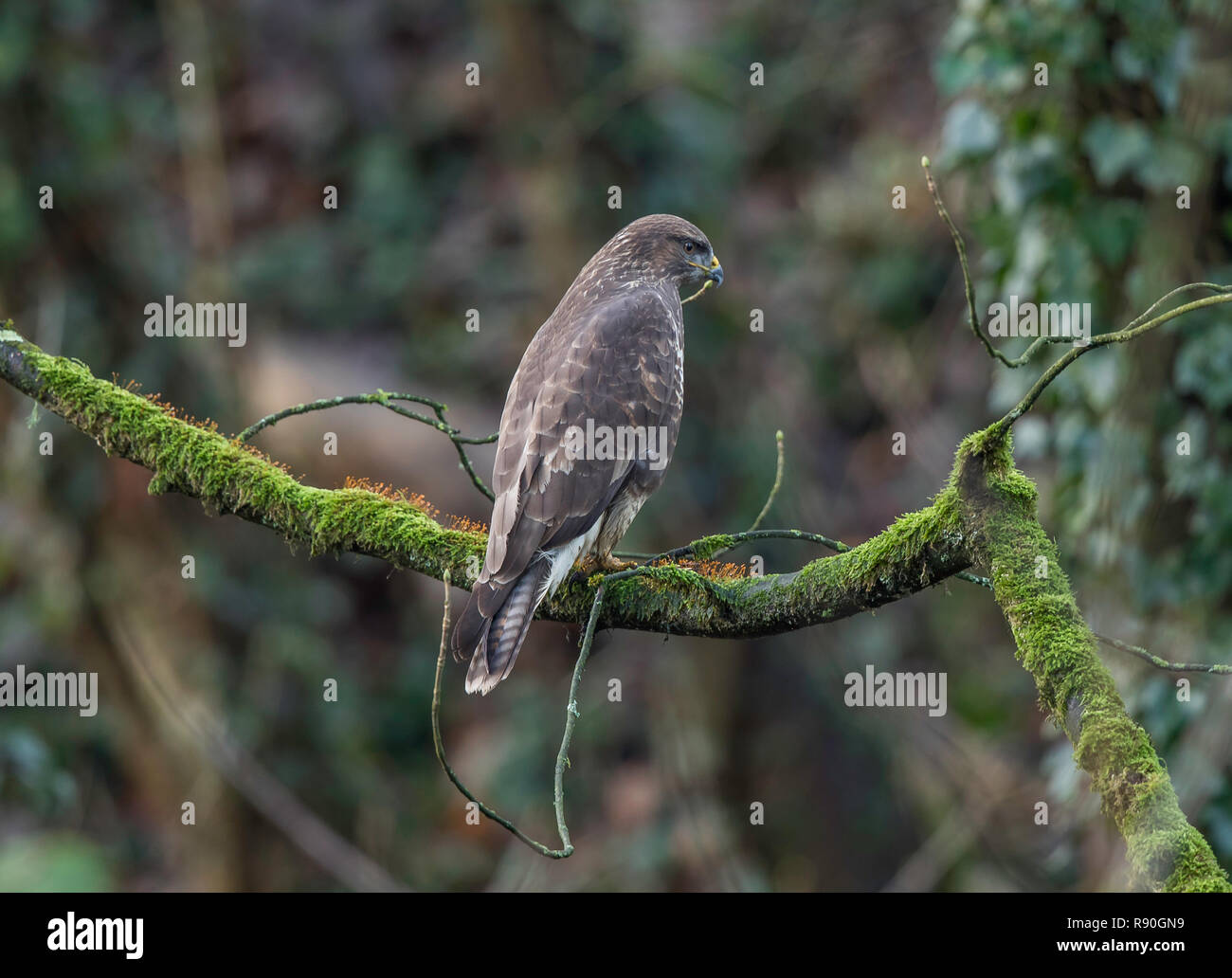 Swooping buzzard hi-res stock photography and images - Alamy