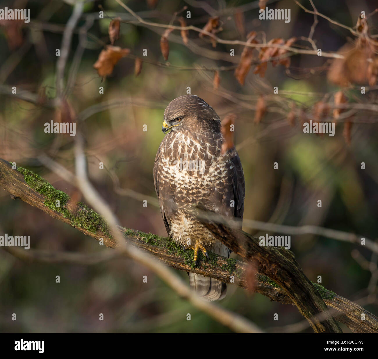 Buzz buzzard hi-res stock photography and images - Alamy