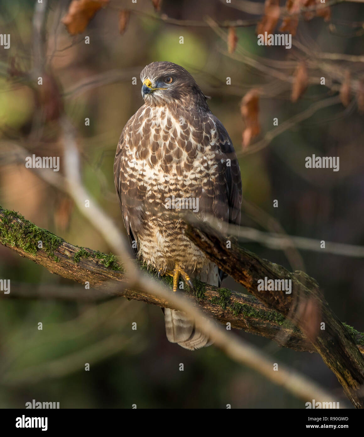 Buzz buzzard hi-res stock photography and images - Alamy