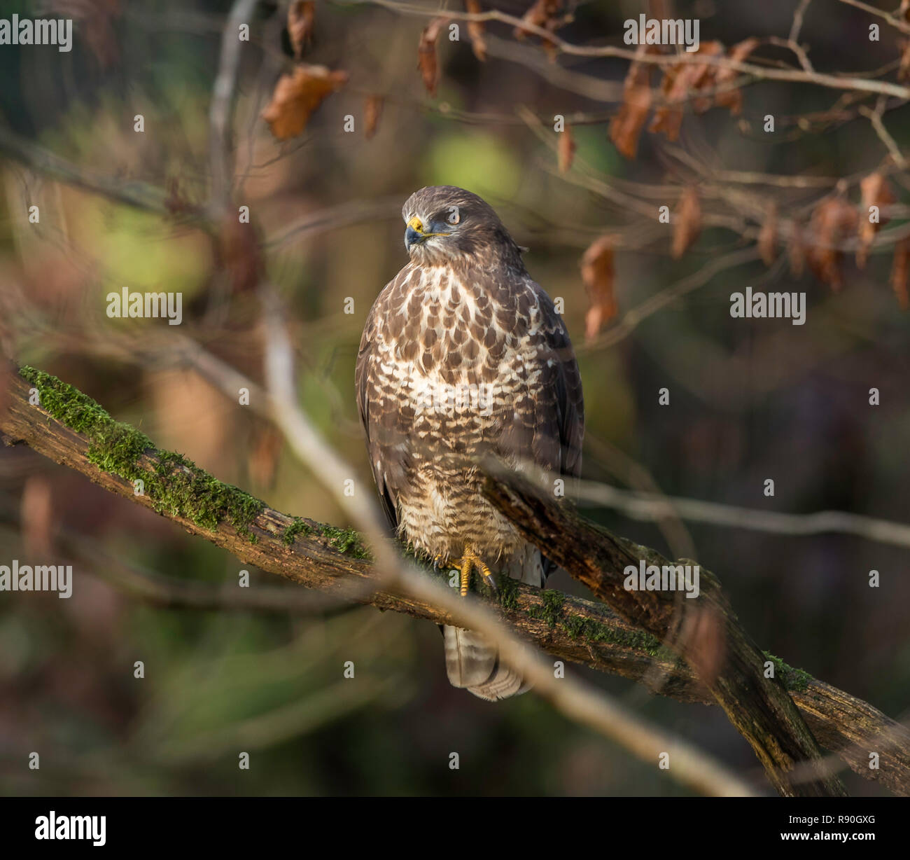 Buzz buzzard hi-res stock photography and images - Alamy