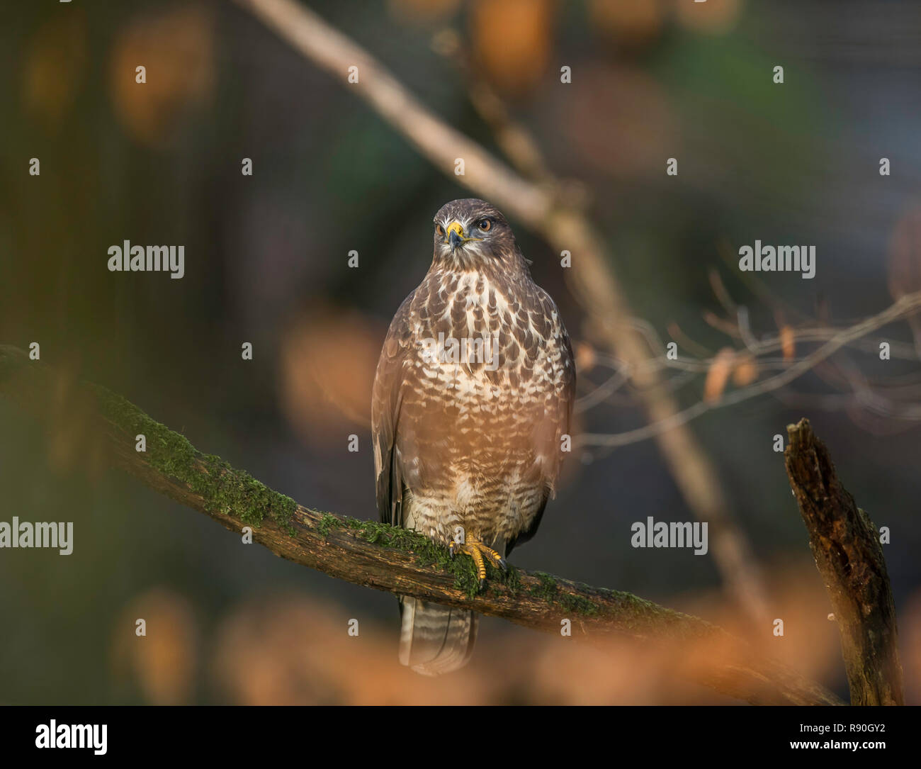 Buzz buzzard hi-res stock photography and images - Alamy