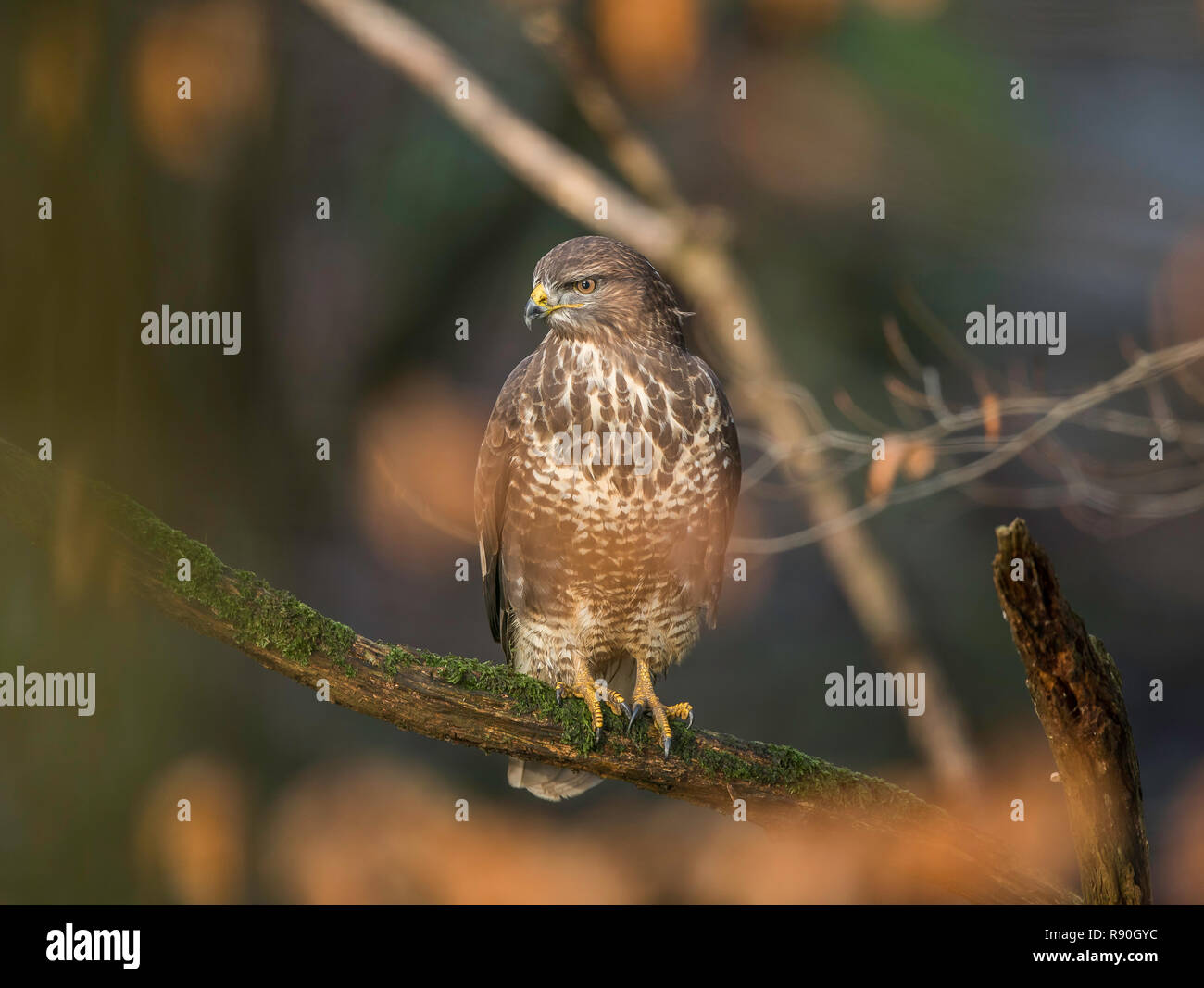 Buzz buzzard hi-res stock photography and images - Alamy