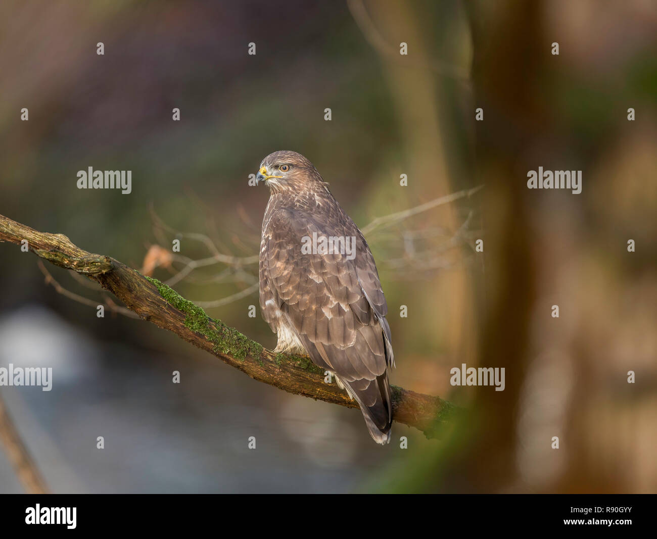 Buzz buzzard hi-res stock photography and images - Alamy