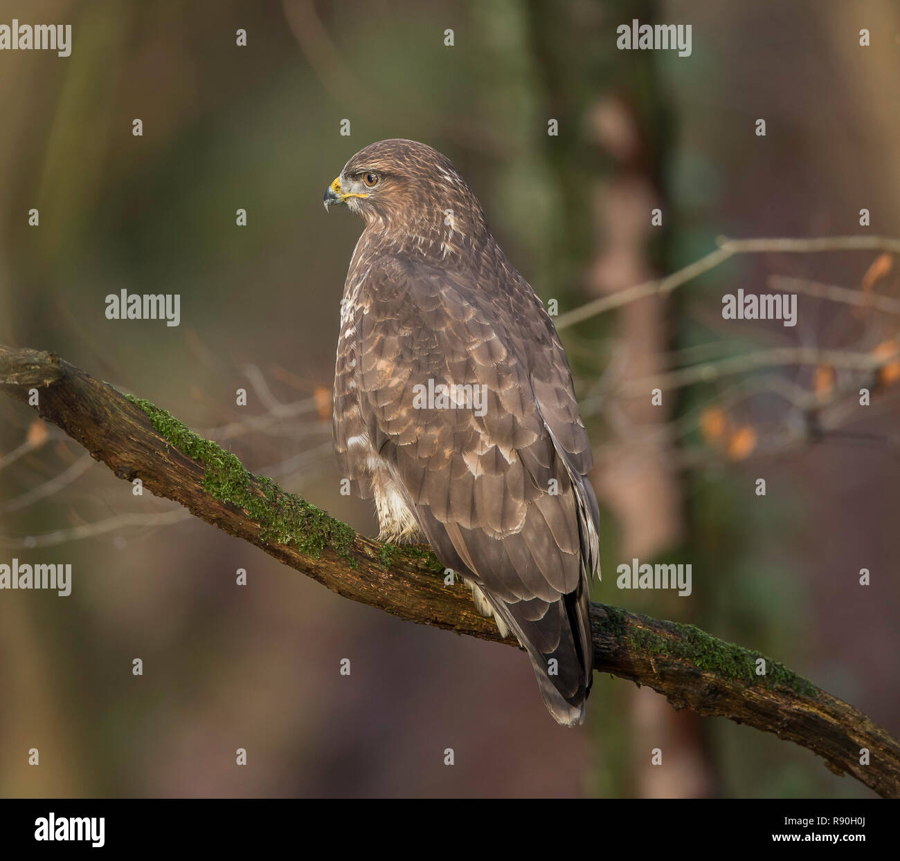 Buzz buzzard hi-res stock photography and images - Alamy