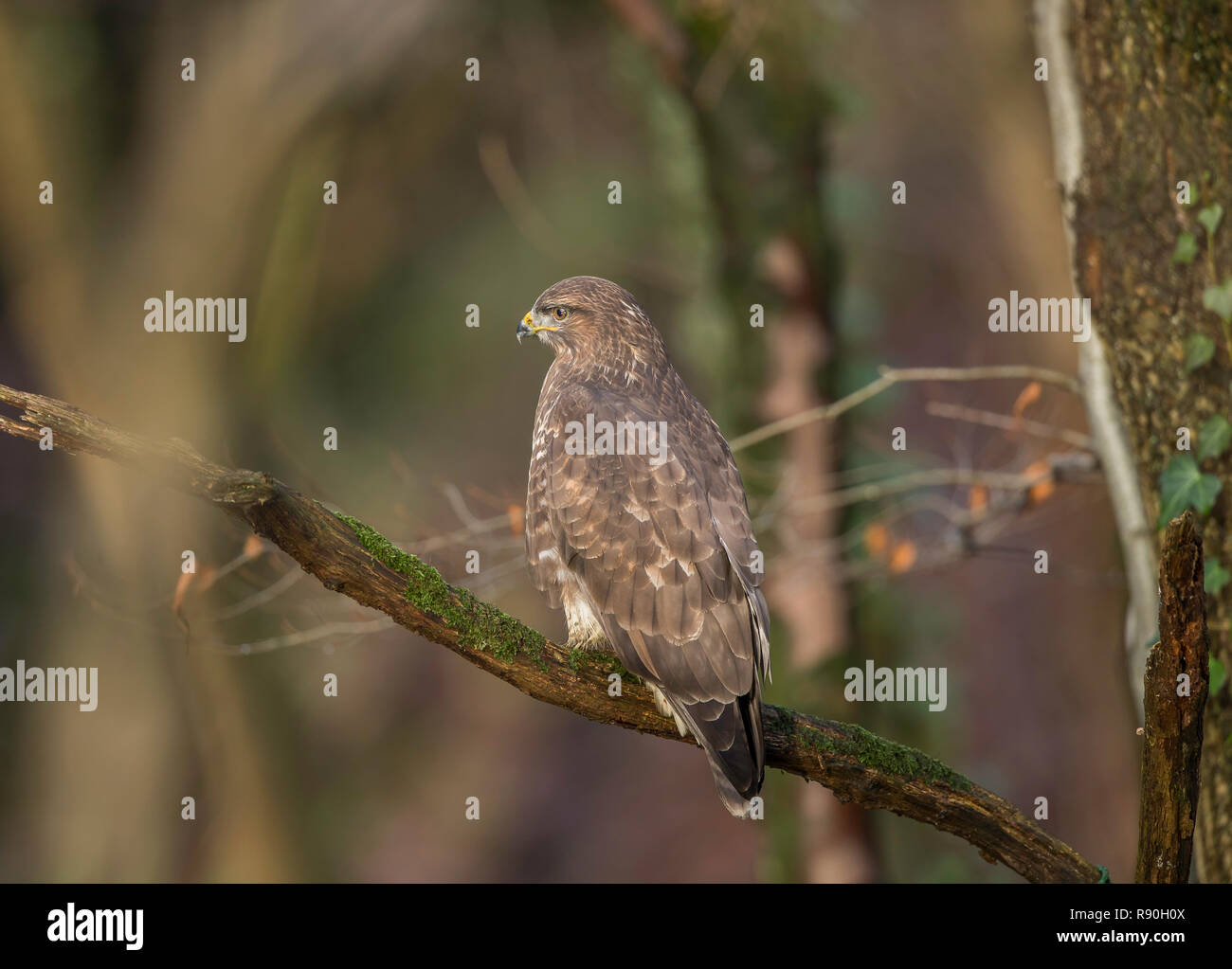 Swooping buzzard hi-res stock photography and images - Alamy