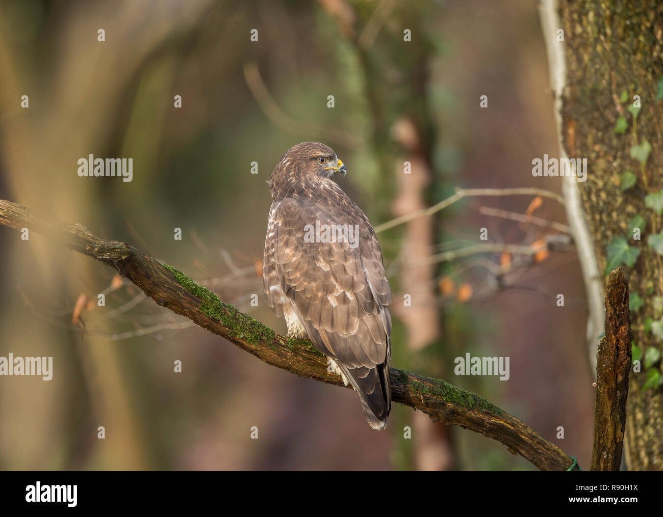 Buzz buzzard hi-res stock photography and images - Alamy