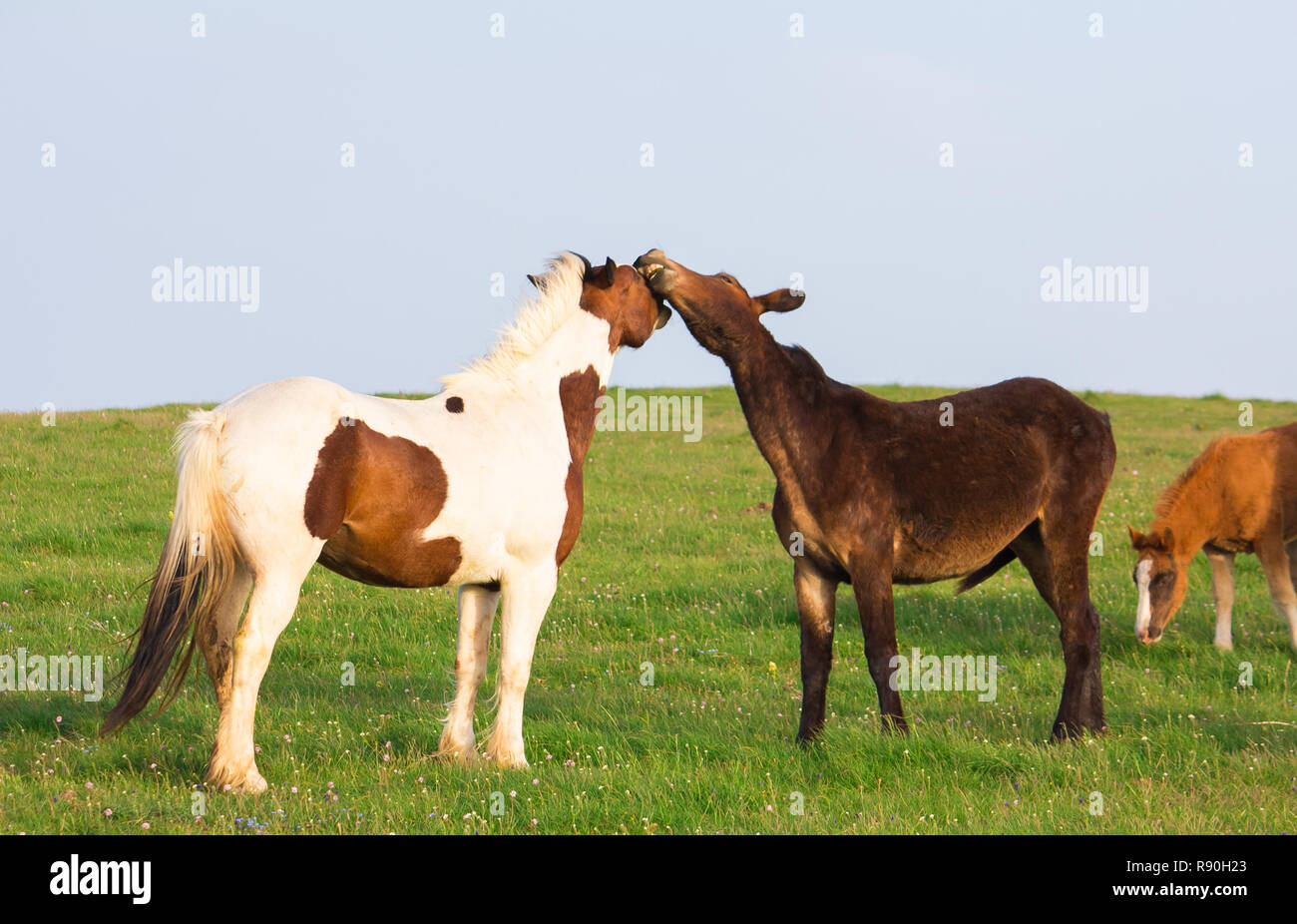 Donkey kiss hi-res stock photography and images - Alamy