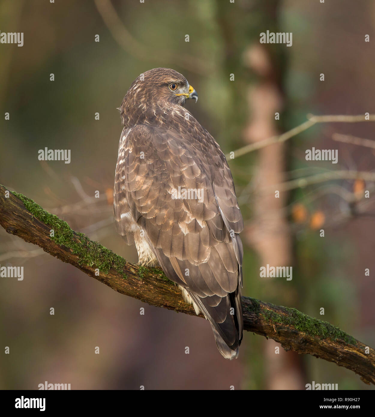 Buzz buzzard hi-res stock photography and images - Alamy